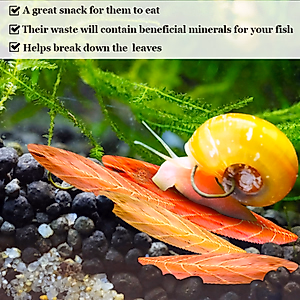 SunGrow 50 Pack Catappa Indian Almond Leaves for Snails and Crayfish, Mini Raw Dried Leaf for Fish Tank Aquarium, Maintains pH Levels