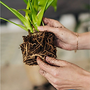 Organic Sphagnum Peat Moss by Doter, Added to Soil and Enriches Plant Roots, Gardening Soil Amendment and Carnivorous Plant Soil Media(1qt)