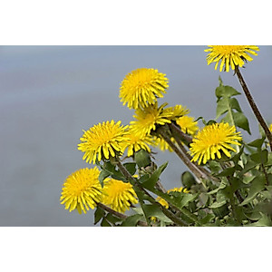 CAREMULE Dandelion Seeds for Planting - 5000 Pcs Organic Non-GMO and Untreated Dandelion Herb Seeds to Plant Home Garden