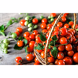 Dwarf Bush Tomatoes Seeds for Planting 25+ Seeds Indoor Vegetable Garden