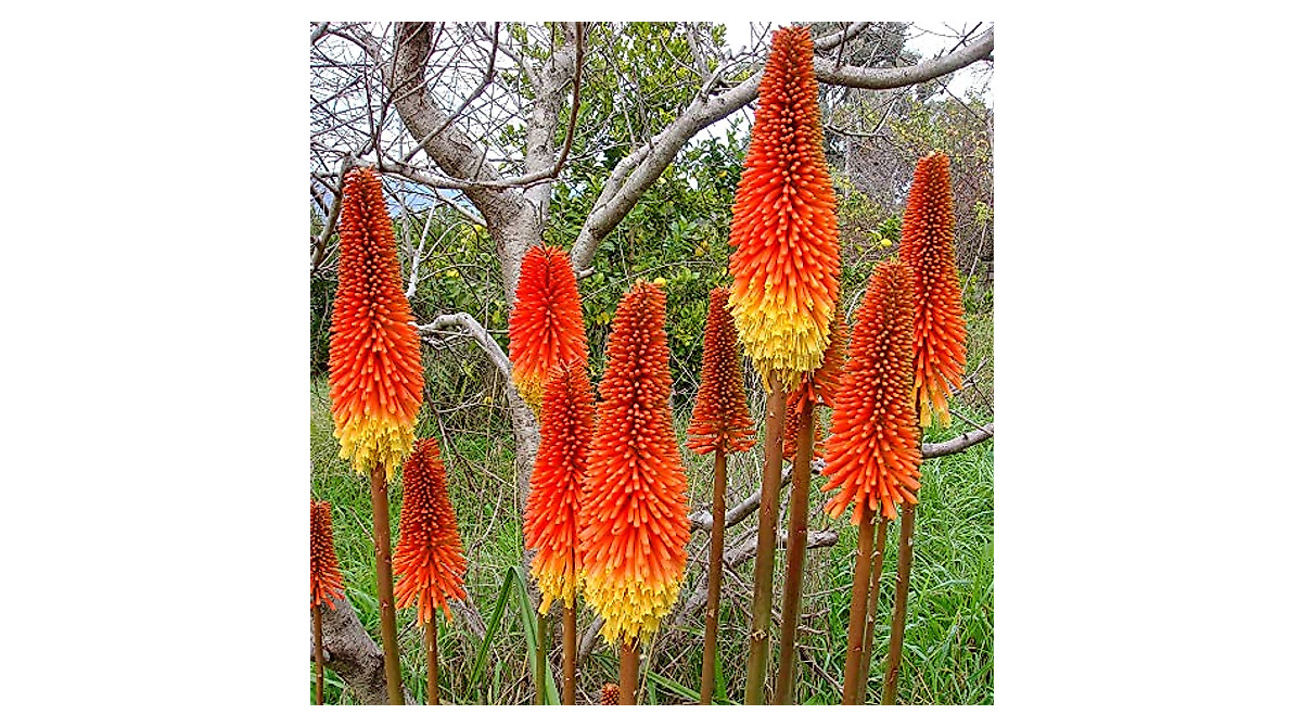 QAUZUY GARDEN 25 Seeds Dwarf Red Hot Pokers Seeds Torch Lily Flower ...
