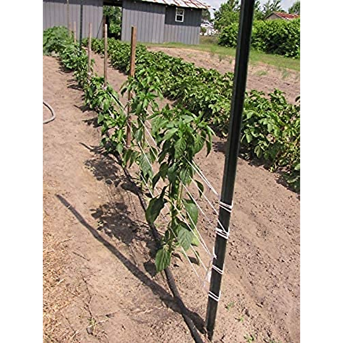 IRRIGATION-MART 6300FT Tomato Tying Garden Twine