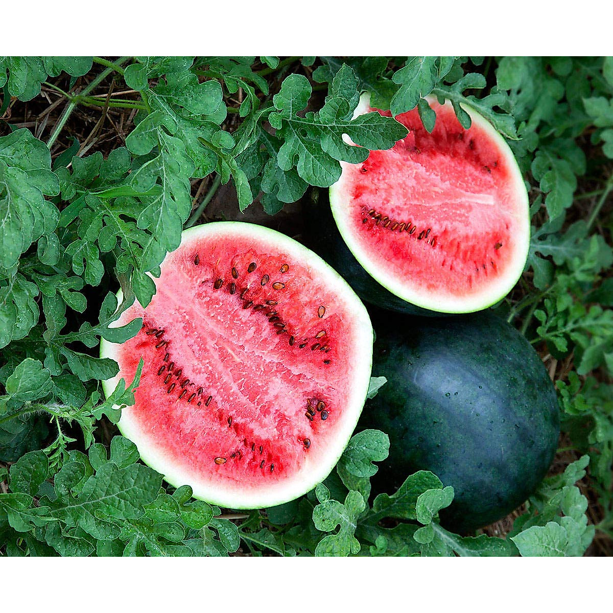 CEMEHA SEEDS Watermelon Black Beauty Early Rare Giant Fruit Heirloom Organic Non-GMO