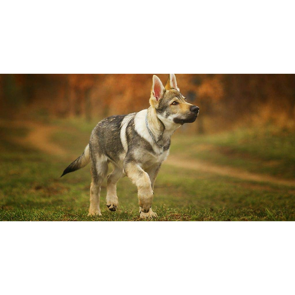 PET SUPPLEMENTS & NUTRITION LLC Dog Joint Supplement Chews - Joint Health with Turmeric - MSM - GLUCOSAMINE - Hip Support - Dog glucosamine Chews - 60 Tablets (1 Bottle)