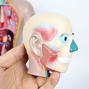 KINOFU Teaching Model, Assembly Human Torso Anatomy Model Human Internal Organs Anatomical Decoration Teaching Aids,42Cm Educational Materials for School,Education Anatomy Biology Teaching Aids