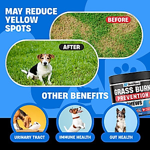 Dog Urine Neutralizer for Lawn - Green Grass Dog Chews Helps Lawn Burn from Dog Urine - Dog Pee Grass Neutralizer - Grass Savers for Dog Urine - Dog Rocks Alternative - Urinary Tract & Bladder Support