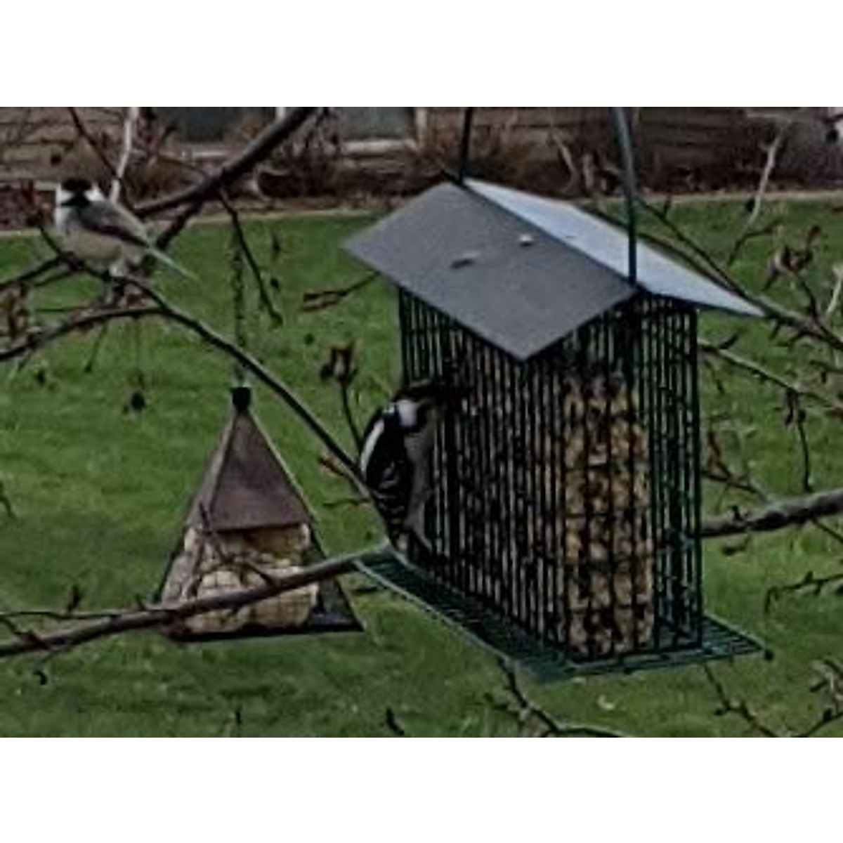 Songbird Treats Seed Bars | 8 Pack of 2 lb Bird Seed Cakes for Wild Birds (Wild Bird Buffet)