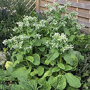 Outsidepride Borago Officinalis White Borage Herb Garden Flowering Plants Great for Bee Pollination - 1000 Seeds