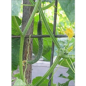 Japanese Long Burpless Cucumber Seeds - Sooyow Nishiki Green Non-GMO (25 - Seeds)