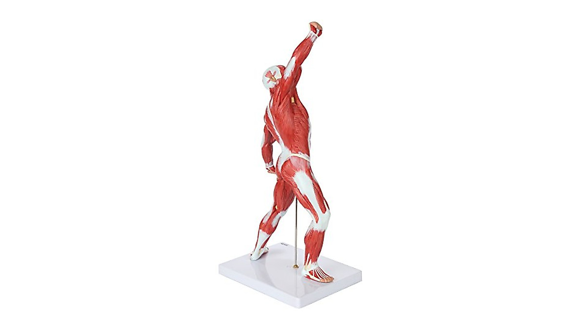 Miniature Muscular System Model - 20-Inch Human Anatomy Replica