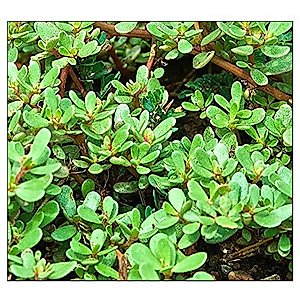 1000 Purslane Seeds Green | Non-GMO | Fresh Garden Seeds