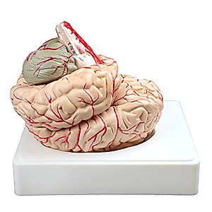 Vision Scientific VAB443 Life Size Human Brain with Arteries - 9 Parts | Shows Frontal, Parietal, Temporal & Occipital Lobes | Half of Brain Stem, Half of Cerebellum, Brain Arteries | Product Manual