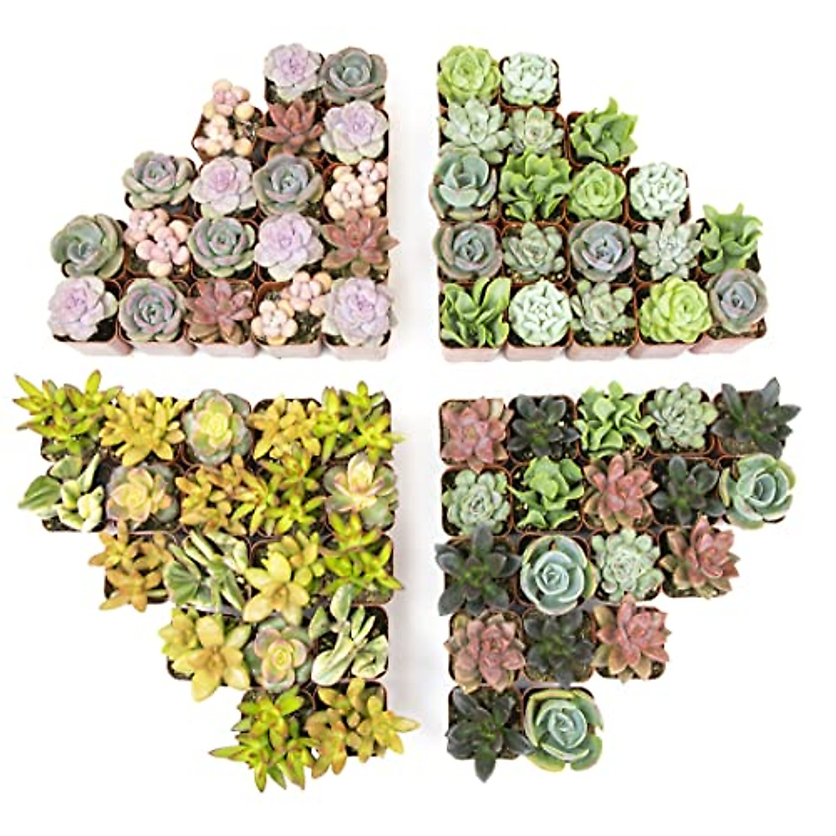 Altman Plants, Live Succulents Plants (50 Pack), Nursery Pots Variety Pack, Bulk Succulents Plants Live Plants Indoor Plants Live House Plants Indoors Live Indoor Plants Live Houseplants Live Indoor