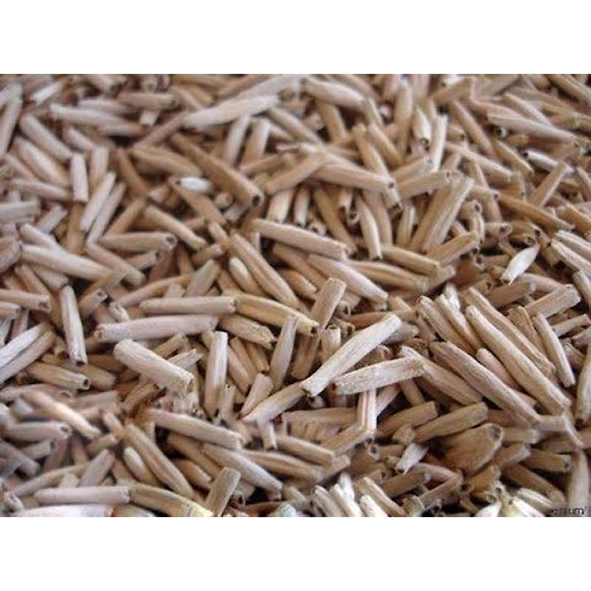 Mixed Color Desert Rose Seeds to Grow | 10 Seeds | Adenium Obesum,10 Seeds to Grow.. Exotic Bonsai Plant