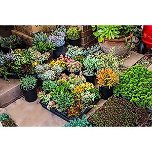 Fat Plants San Diego Premium Cacti and Succulent Potting Mix Soil - for Cactus Palm Tree Citrus Plant Grown in Gardening Containers - Indoors & Outdoors Use - with Natural Food/Fertilizer