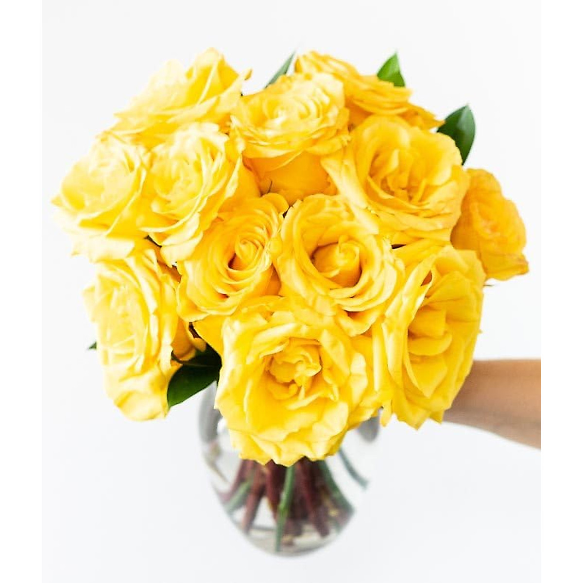 DELIVERY BY FRIDAY, 8/2 GUARANTEED IF ORDER PLACED BY 8/1 BEFORE 2PM EST From You Flowers - One Dozen Yellow Roses with Glass Vase (Fresh Flowers) Birthday, Anniversary, Get Well, Sympathy,