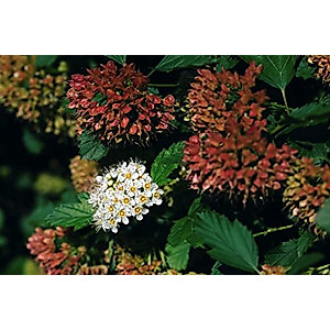 TriStar Plants - Common Ninebark - 1 Gallon Trade Pot - 2'-3'ft Tall - Physocarpus opulifolius - Flowering Shrub, Native, Attracts Pollinators, Fast Growing Trees