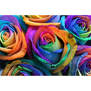300+ Rare Multi Colorful Rainbow Rose Seeds for Planting Beautiful Rose Potted Plant for Home Garden