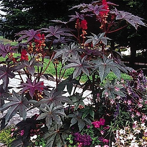 Outsidepride 15 Seeds Annual Ricinus Communis Castor Bean Bright Red Flower Seeds for Planting