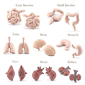 8 Pcs Human Organ Model Mini Body Parts Anatomical Figure Realistic Brain Heart Lung Liver Stomach Large Intestine Small Intestine Kidney Models