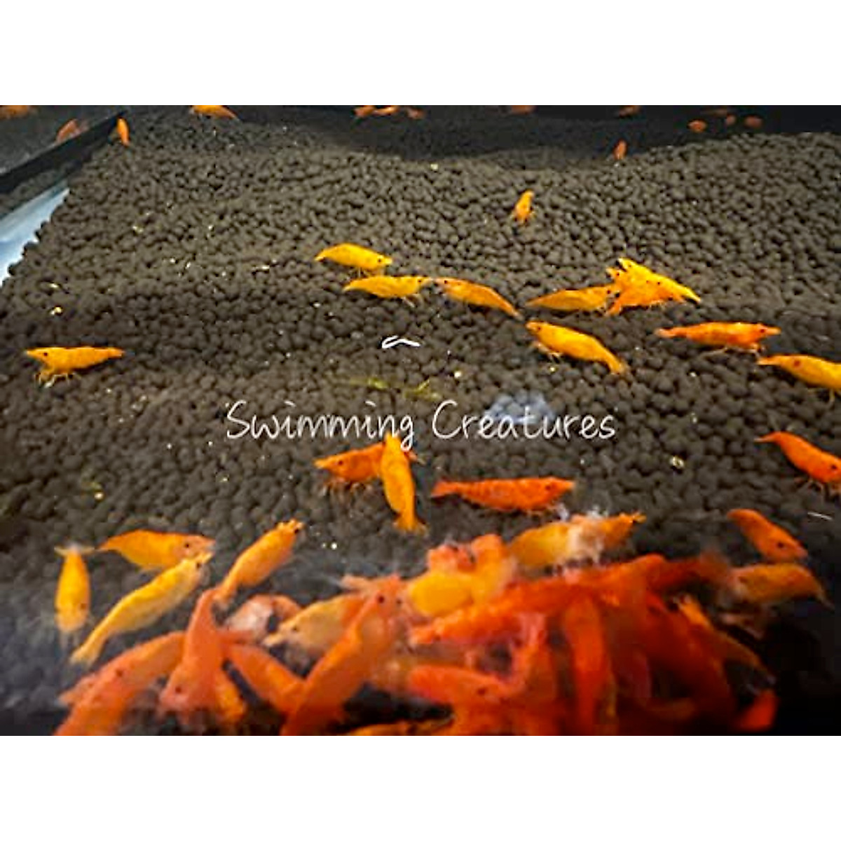 Swimming Creatures 10 Orange Sunkist Neocaridina Freshwater Aquarium Shrimp. Live Arrival Guarantee.