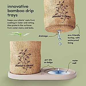 Herb Garden Starter Kit Deluxe - Culinary Herb Gardening Seeds for Indoor Home Planting with Wooden Gift Box - Perfect Kitchen Cooking Gift for Women or Men Gardener. Unusual Adult Plant Growing Gifts