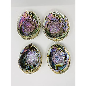 Bholi Sage Plus Sage Smudge Kit Abalone Shell Bowl 6-7 Inches Used for Burning Sage, Home Decor or Accent Piece