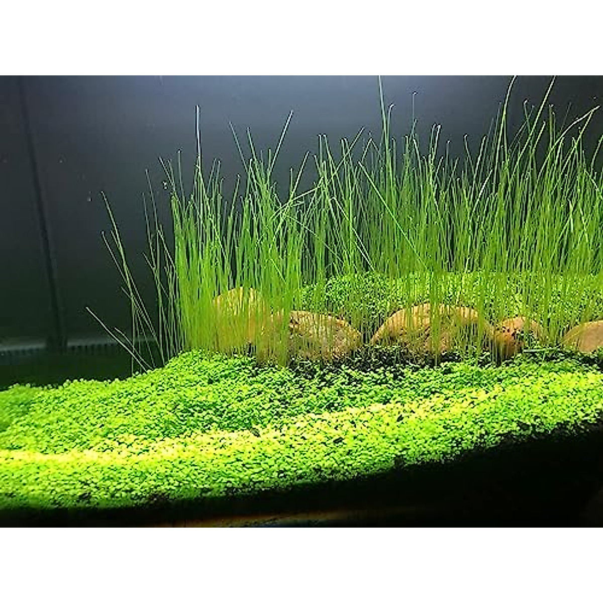3 Pack Live Aquarium Plant Seeeds, Fresh Water Fish Tank Carpet Grass Plants Mini Leaf & Long Hair Grass for Terrarium Aquatic 21c