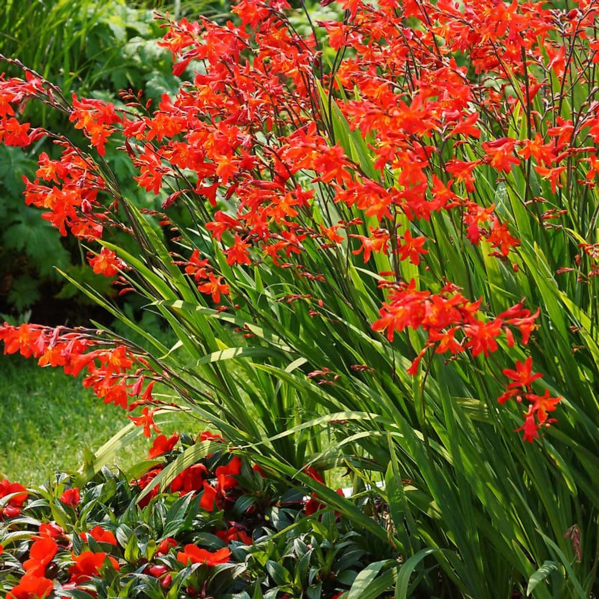 10 Red Crocosmia Lucifer Bulb Large Size, Crocosmia Corms for Planting Ornaments Perennial Garden to Grow Pots