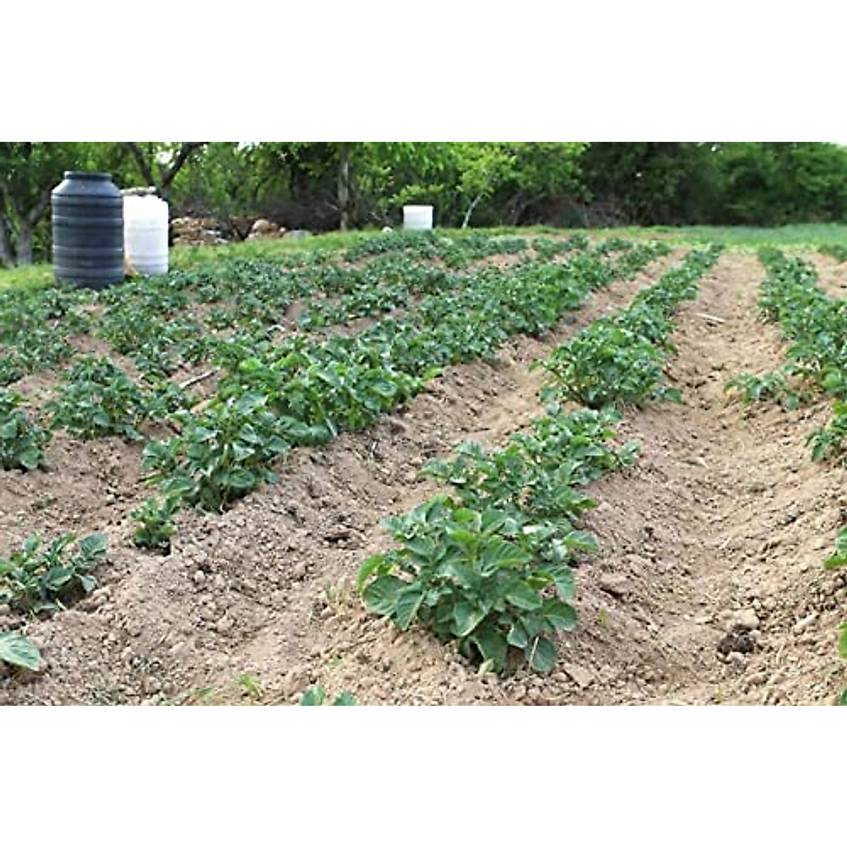 60 Yukon Gold Potato Seeds, Heirloom Long Storage Planting Ornaments Garden Perennials Simple to Grow Pots Gift