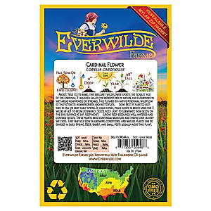 Everwilde Farms - 2000 Cardinal Flower Native Wildflower Seeds - Gold Vault Jumbo Seed Packet