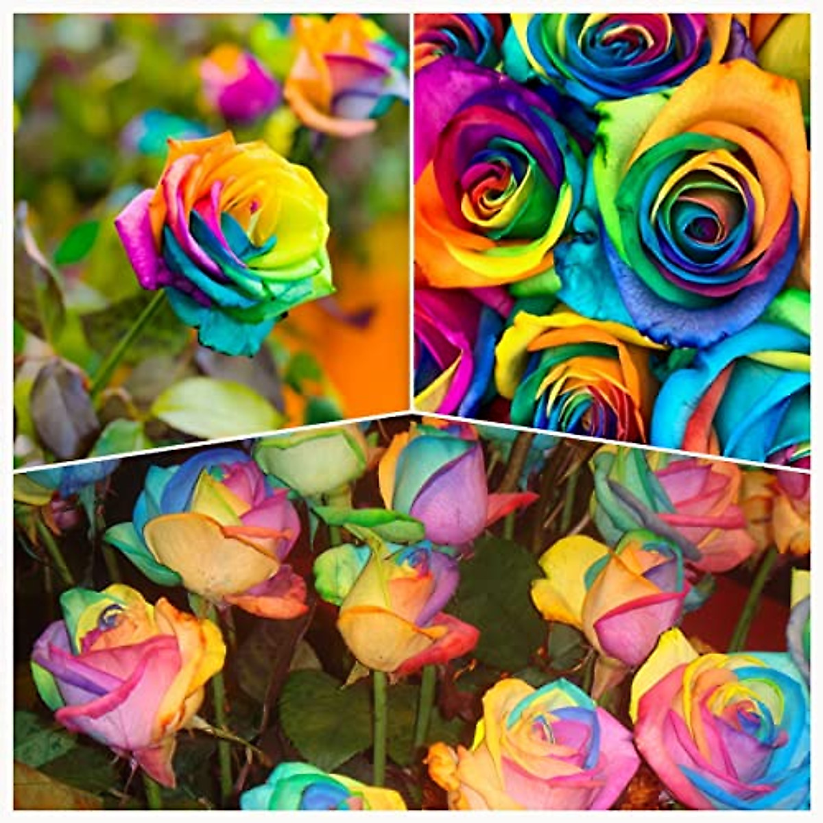 100-Colorful Rainbow Rose Seeds-Beautiful Flower-Perennial — 🛍️ The ...