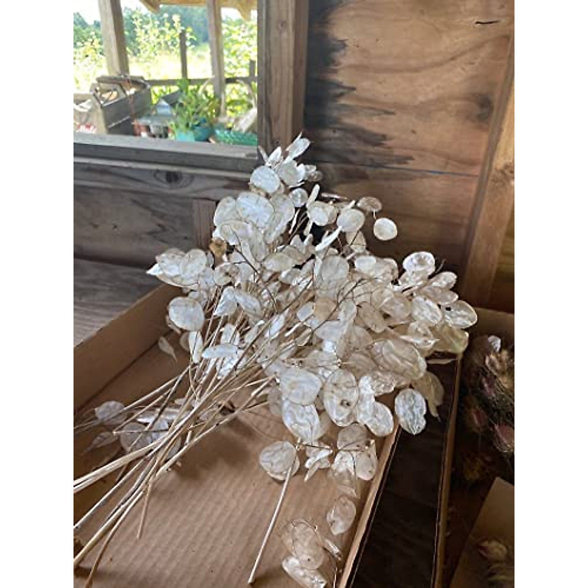 TomorrowSeeds - Money Plant Seeds - 150+ Count Packet - Non GMO USA Lunaria Annual Honesty Silver Dollar Plant Wildflower Garden Flower