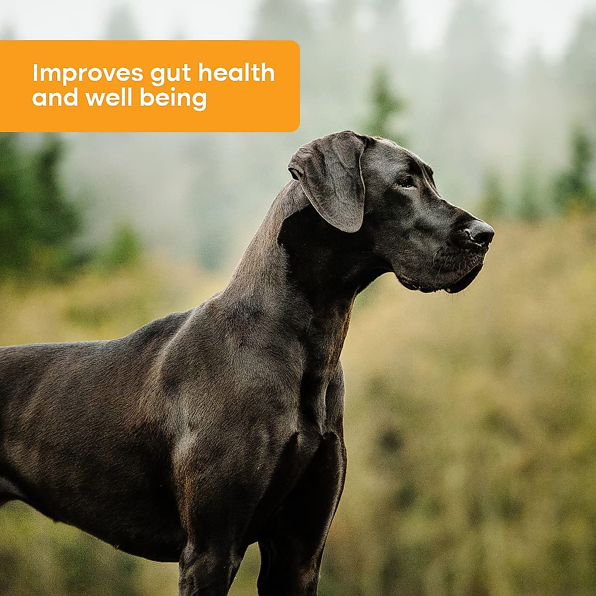 Made by Hemp - Hemp Oil for Dogs - Made in The USA - Holistic Relief for Stress, Pain, Inflammation - Hip and Joint Health - Sleep Aid - Dog Calming - Hemp Oil Drops for All Animals - 1 oz