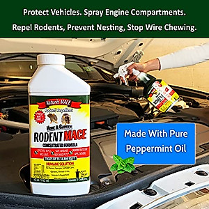 Nature’s MACE Rodent Repellent 40oz Concentrate/Covers 16,800 Sq. Ft. / Repel Mice & Rats/Keep mice, Rats & Rodents Out of Home, Garage, attic, and Crawl Space/Safe to use Around Children & Pets