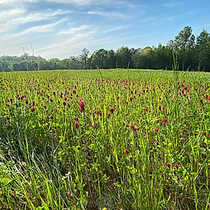 Antler King Trophy Clover Mix