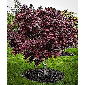 Red Japanese Maple - Live Plant 2-3 feet Tall - Deep Red Leaves
