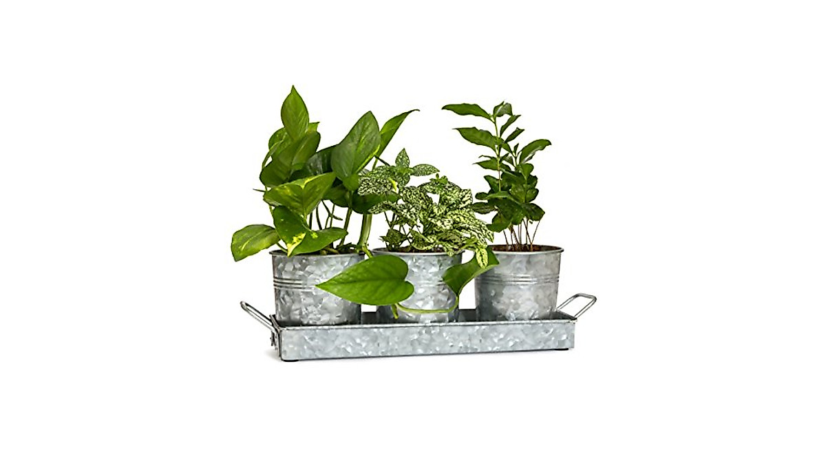 WH Farmhouse Herb Pot Set with Tray - Rustic Metal Planters