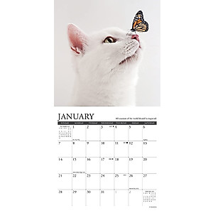 Willow Creek Press What Cats Teach Us Monthly Mini 2024 Wall Calendar (7" x 7")