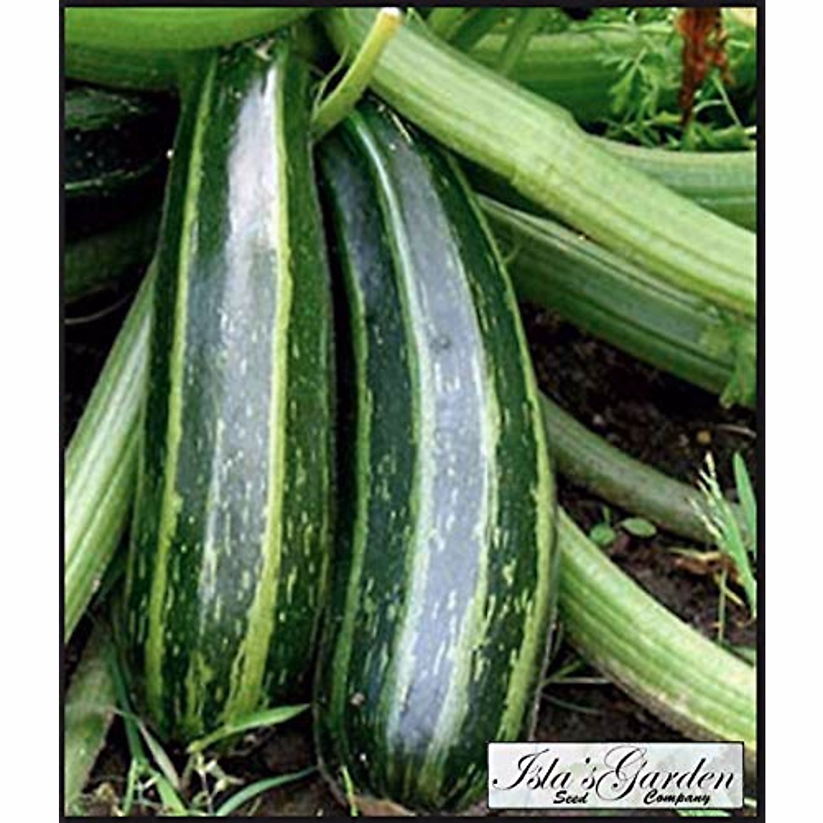 "Cocozelle Zucchini" Summer Squash Seeds for Planting, 50+ Heirloom Seeds Per Packet, (Isla's Garden Seeds), Non GMO Seeds, Botanical Name: Cucurbita Pepo, Good Home Garden Gift