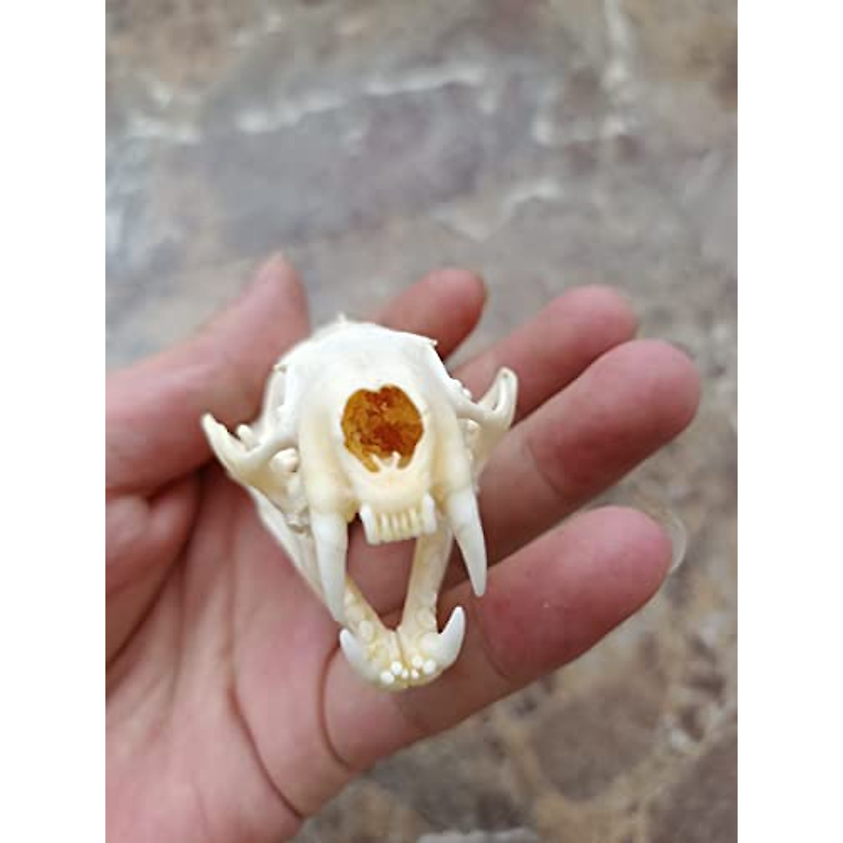 HOT 1/2/3/5/10 pcs Real Animal Skull Specimen Taxidermy Cleaned Skull Collection Fox, cat, Mink, Crocodile, Dog, Raccoon, Snake, Rabbit, Goat ，Muskrat，Nutria，Fox's paw (1pcs,Mink)