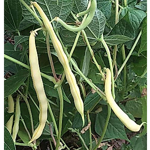 Cherokee Wax Bush Bean Seeds for Planting, 50+ Heirloom Seeds Per Packet, (Isla's Garden Seeds), Non GMO Seeds, Botanical Name: Phaseolus vulgaris, Great Home Garden Gift