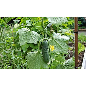 Happy Hydro - Trellis Netting for Garden - Support for Flowers, Tomato Plants, Vines, and More - 3.5 Inch Mesh - 5' H x 30' W