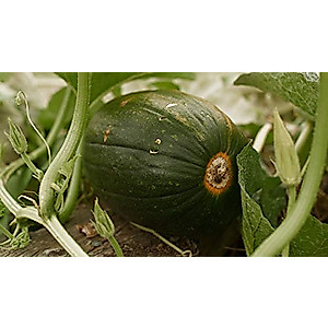 Tatume Squash Seeds for Planting, 30+ Heirloom Seeds Per Packet, (Isla's Garden Seeds), Non GMO Seeds, Botanical Name: Cucurbita Pepo