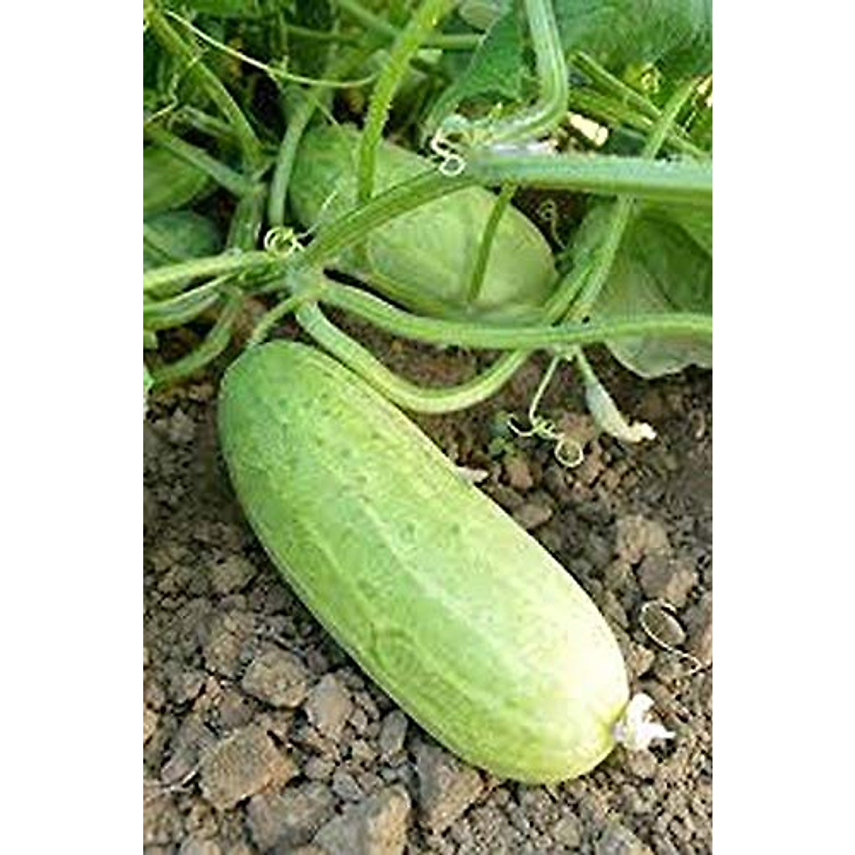 Bush Pickle Cucumber Seeds Hybrid F1 - Great for Container or Small Gardens(25 - Seeds)