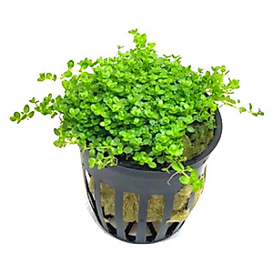 Marcus Fish Tanks - 3X Dwarf Baby Tears Hemianthus Callitrichoides Live Aquarium Plants