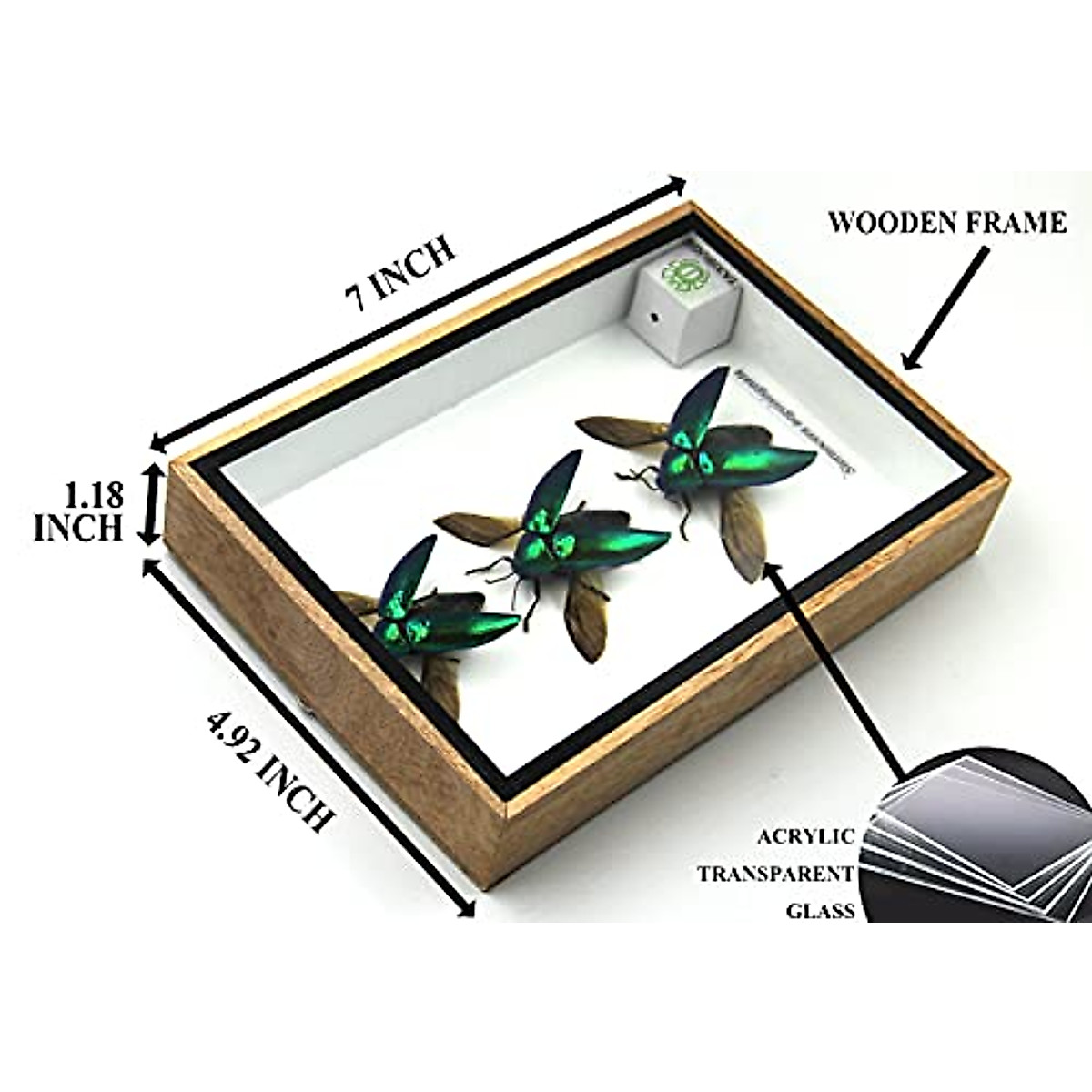 TAXIBUGS Jewel Beetle Mounts Insect Animals Taxidermy in Framed (3 Sternocera Aeguisignata)