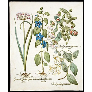 [Large-flowered periwinkle] Clematis Daphnoides maior; [Common honeysuckle] Periclymenon perfoliatum; [Woodbine] Periclymenon germanicum; [Flowering rush] Junous Cyperoides paludosus