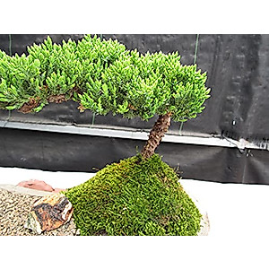 Juniper Bonsai Tree On Rock Slab