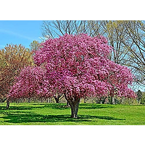 Roselow Crabapple Tree Live Plant 1-2 Feet Tall, Crab Apple Fruits Crabapple Plant Live